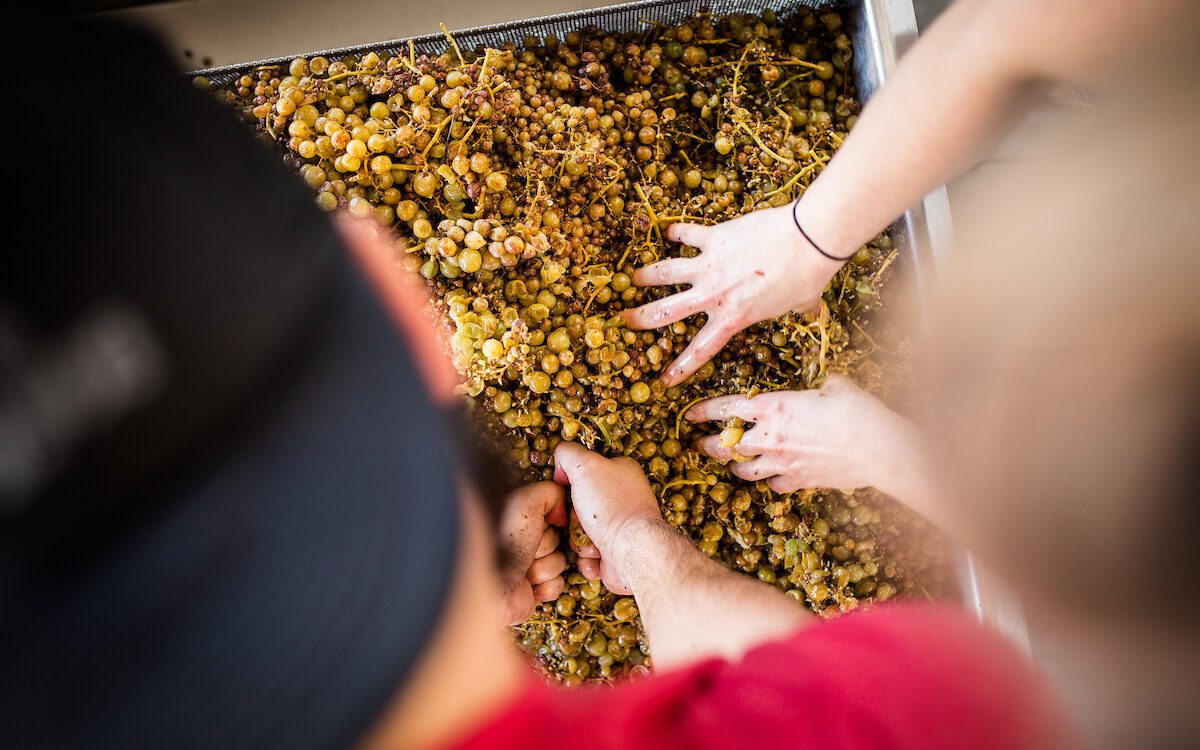 Pax Wines | Winery & Tasting Room in Sebastopol