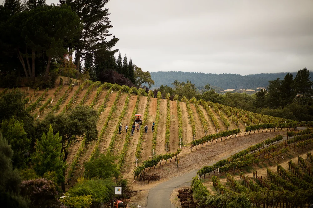 Winemaking — Pax Winery & Tasting Room