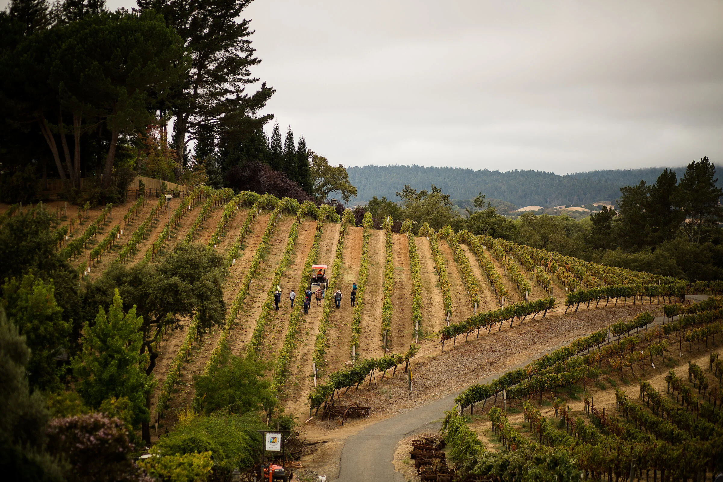 Winemaking — Pax Winery & Tasting Room