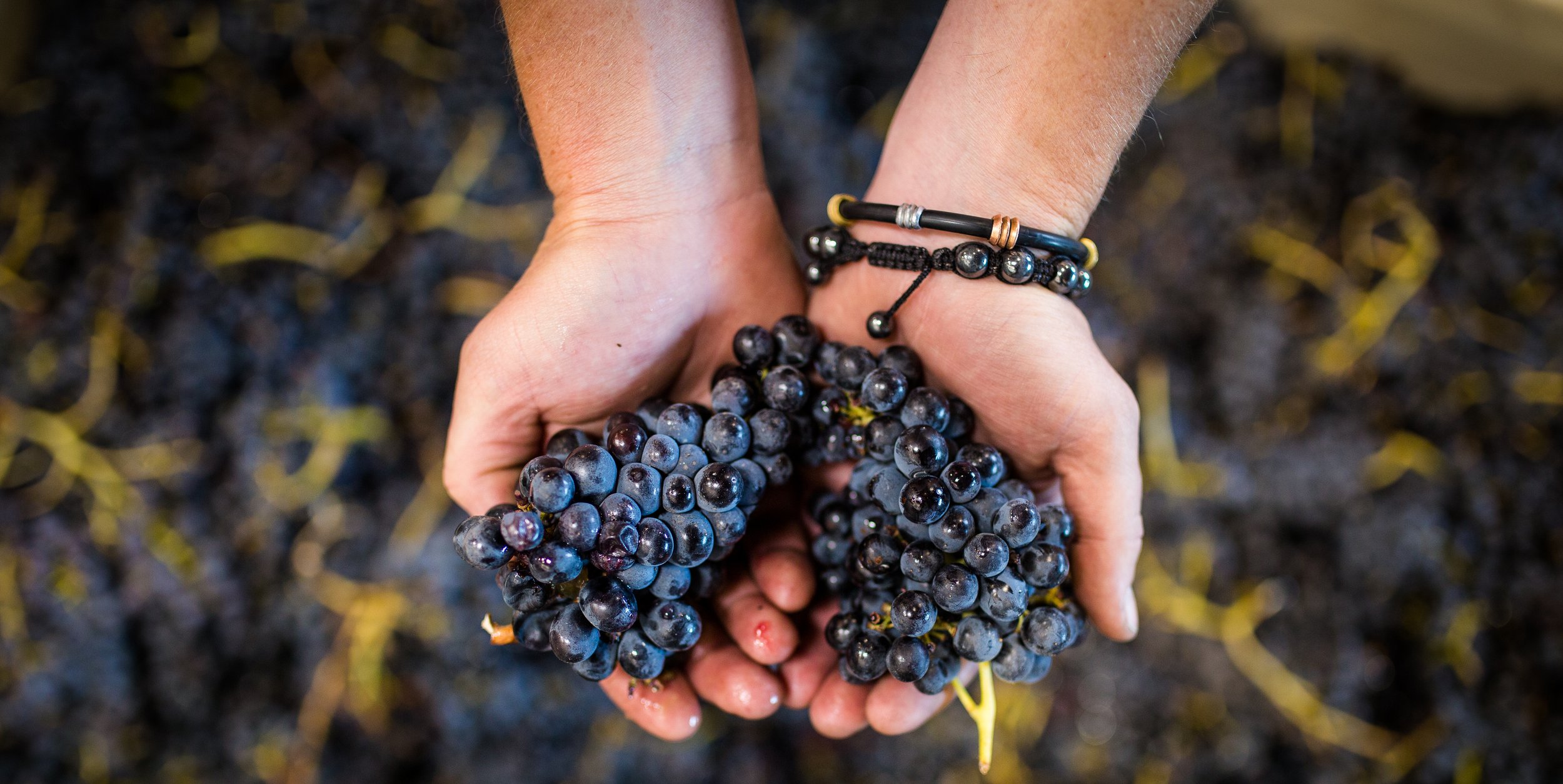 Pax Wines | Winery & Tasting Room in Sebastopol