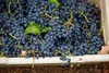 Pax Wines | Winery & Tasting Room in Sebastopol