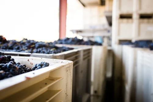 Tasting Room — Pax Winery & Tasting Room