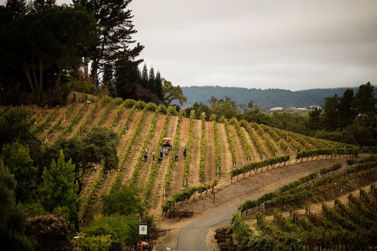 Vineyards — Pax Winery & Tasting Room