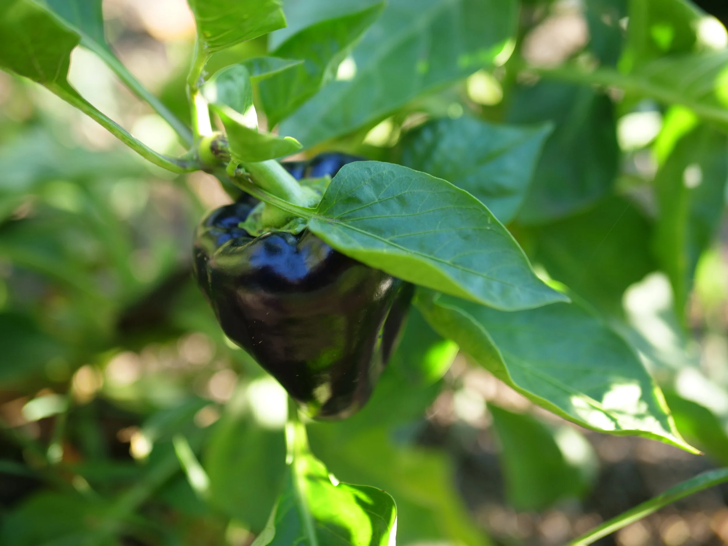 Gallery — Nurturing Roots