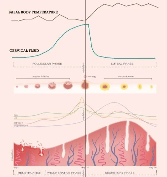 What is FAM? — Medicine with Mona