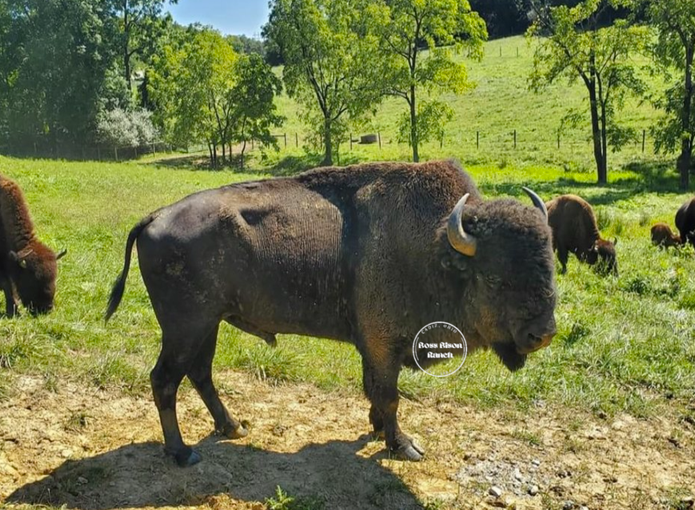 Classified — Eastern Bison Association