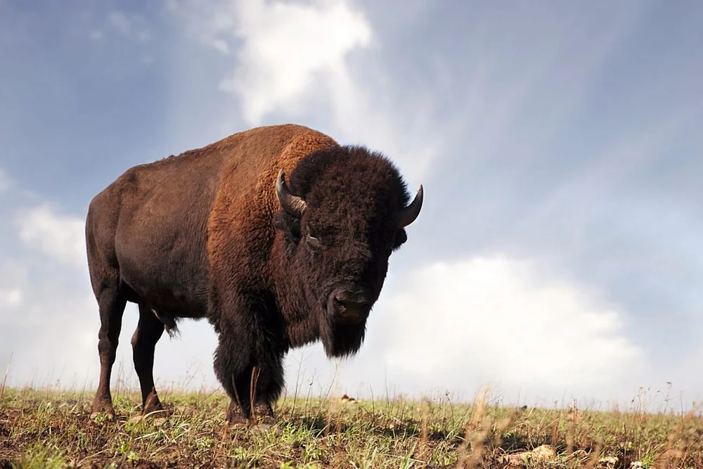 Eastern Bison Association