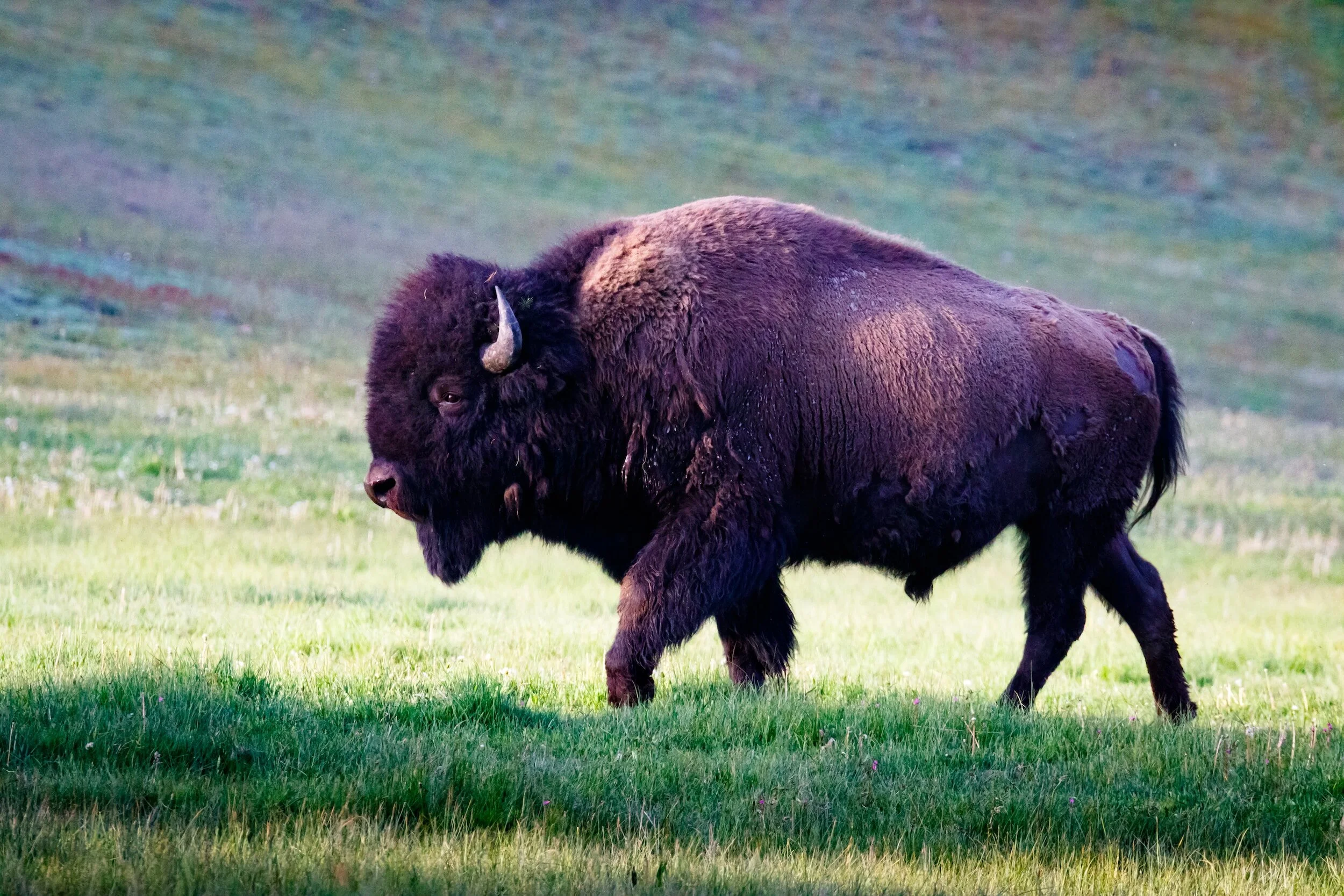 EBA Bison Facts — Eastern Bison Association: Promoting Bison in the East