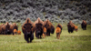 Eastern Bison Association