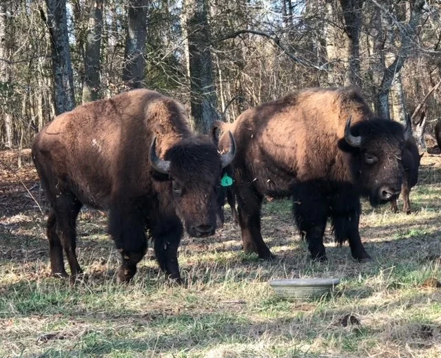 EBA Classified — Eastern Bison Association