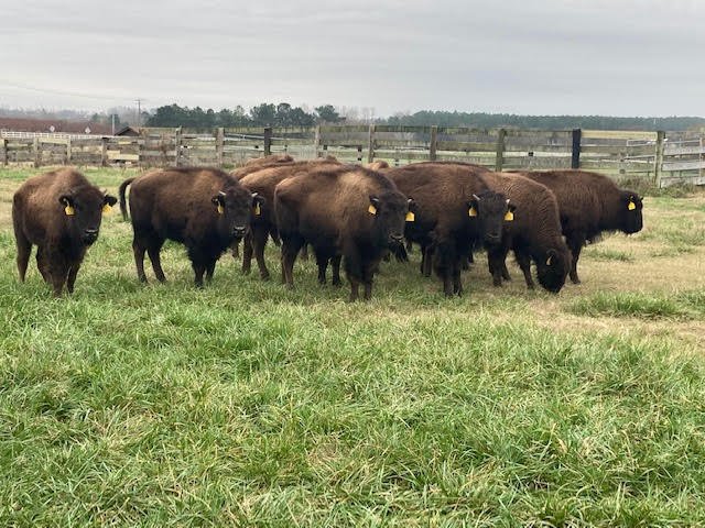 Classified — Eastern Bison Association