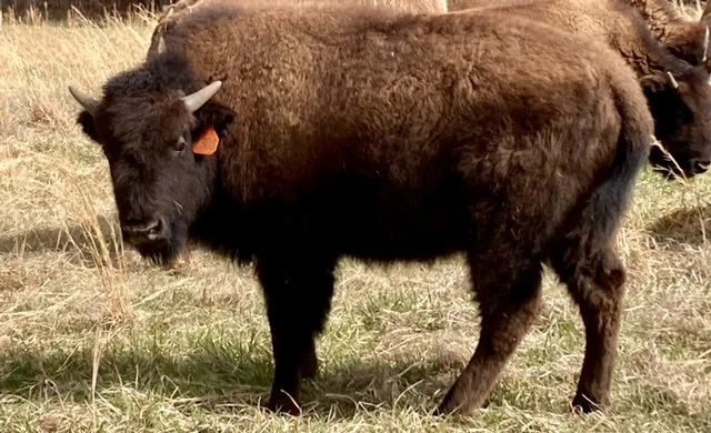 EBA Classified — Eastern Bison Association