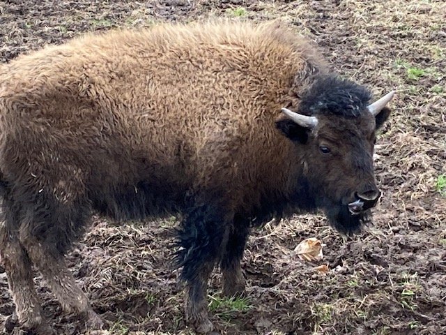 EBA Classified — Eastern Bison Association
