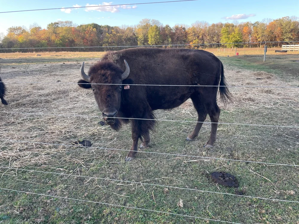 EBA Classified — Eastern Bison Association