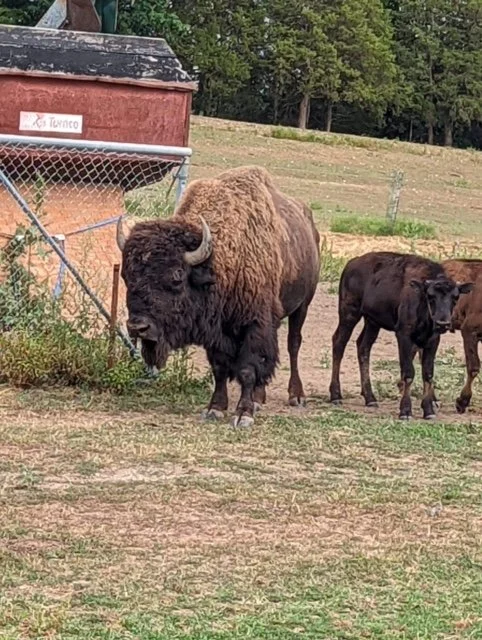 Classified — Eastern Bison Association