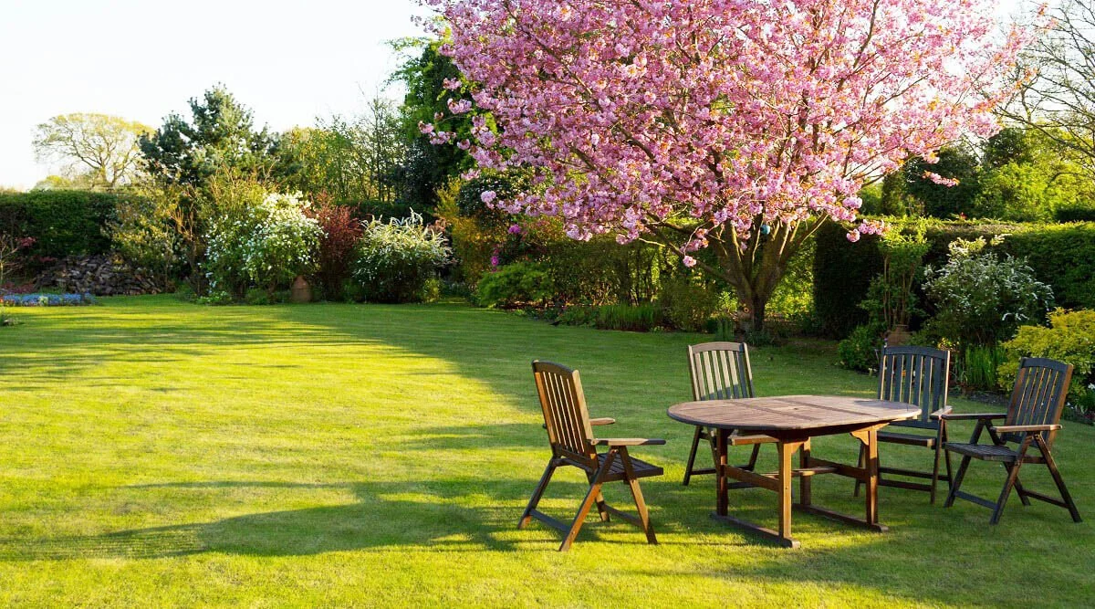 Top Tips for Tree Care from a Leading Tree Surgeon in Chester ...