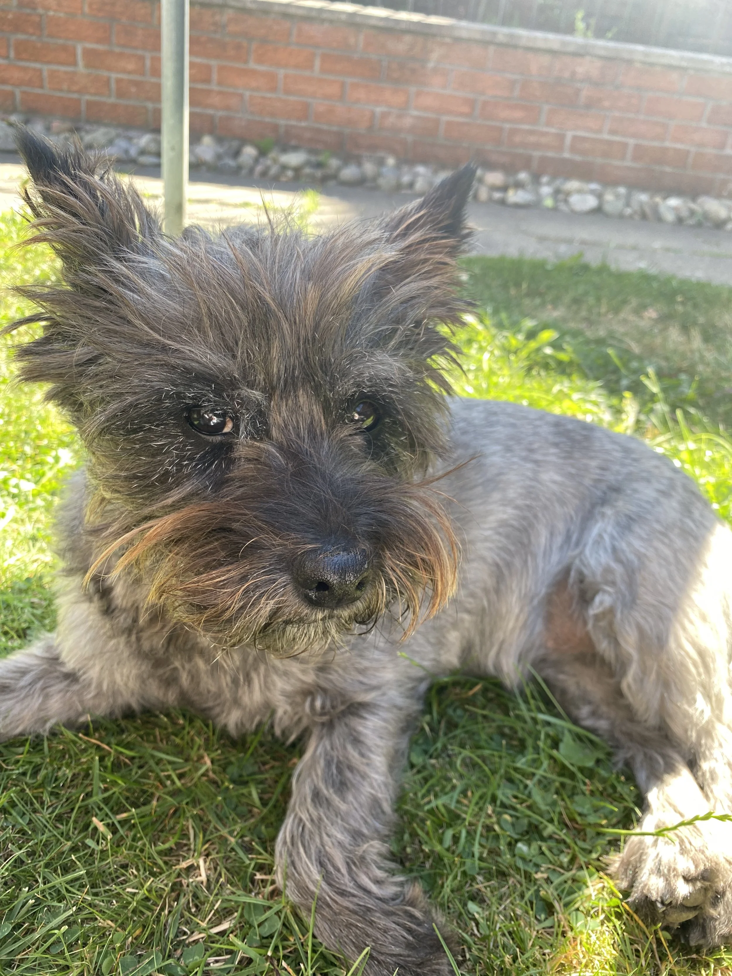 Happy Birthday to Pip the Dog! — Oldmangrey.com