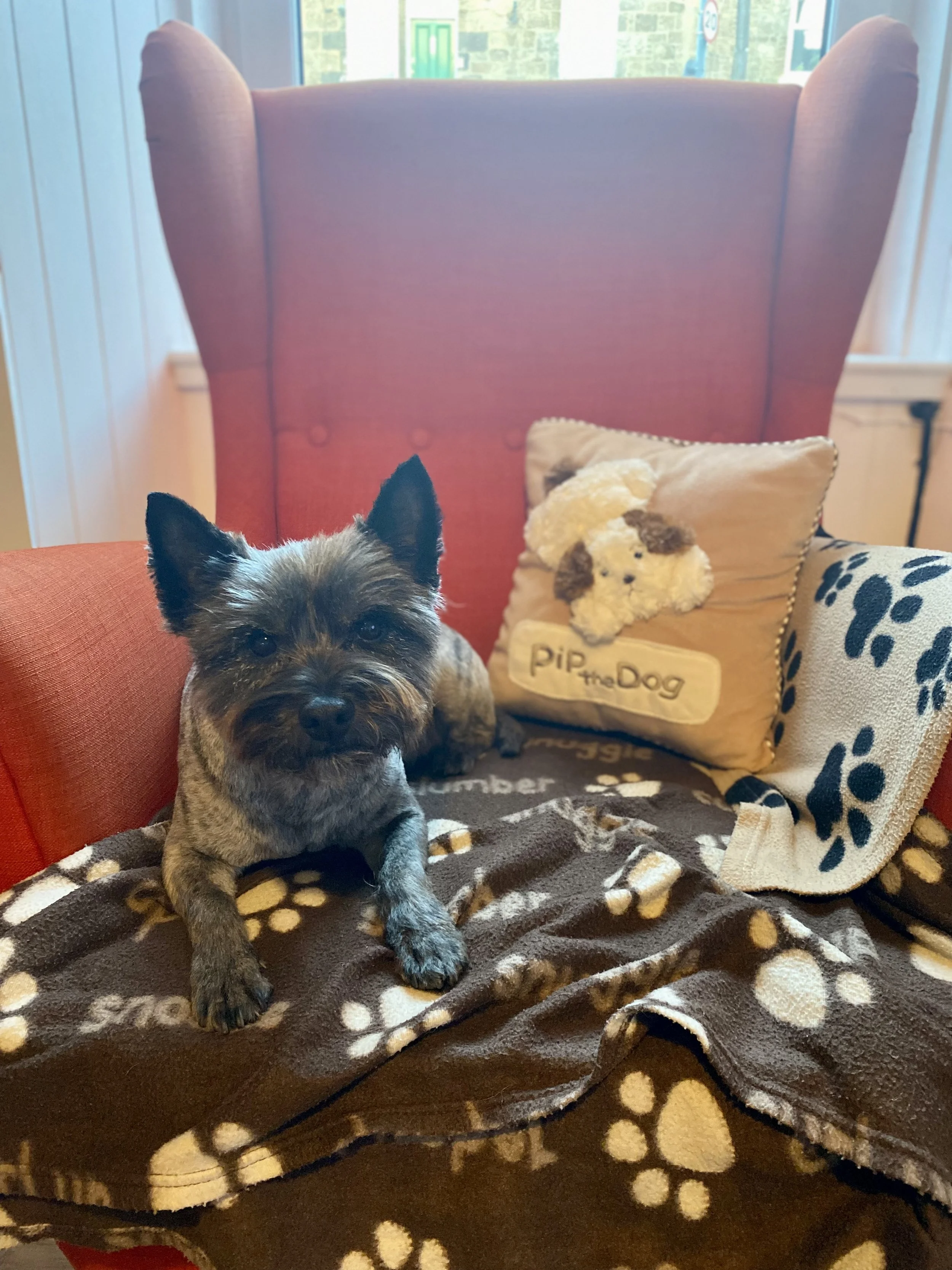 Happy Birthday to Pip the Dog! — Oldmangrey.com