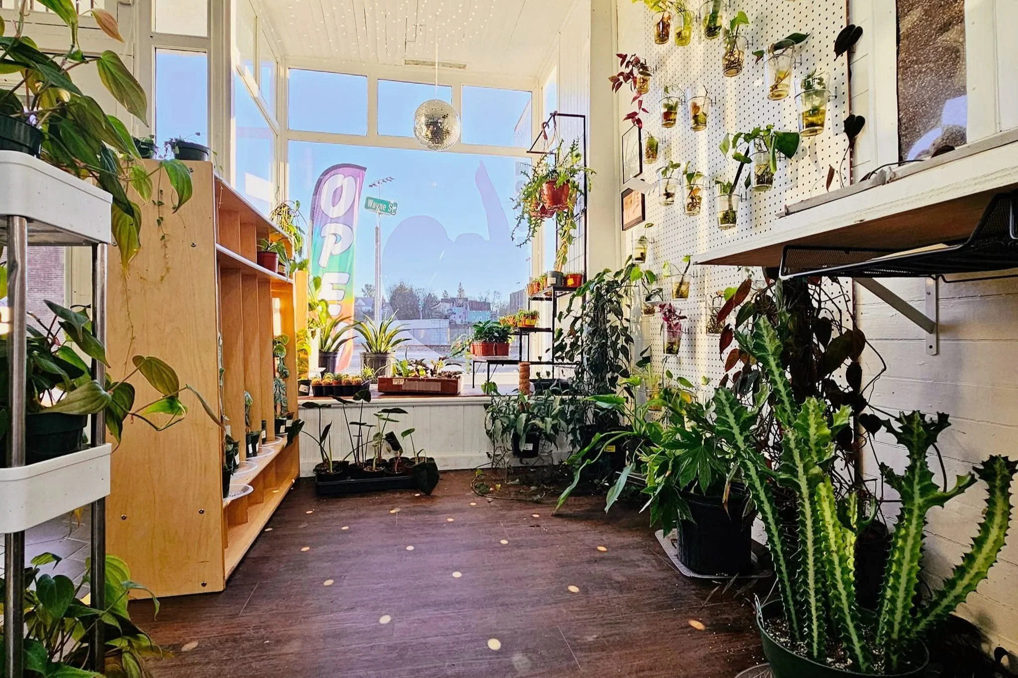 Forbidden Roots: Olean’s Hidden House Plant — Ellicottville Now