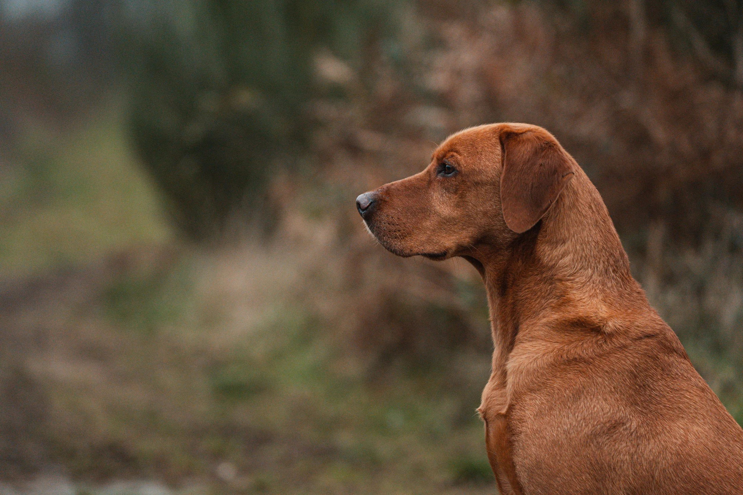 Evie Lewis Photography | Fieldsports photographer in East Anglia
