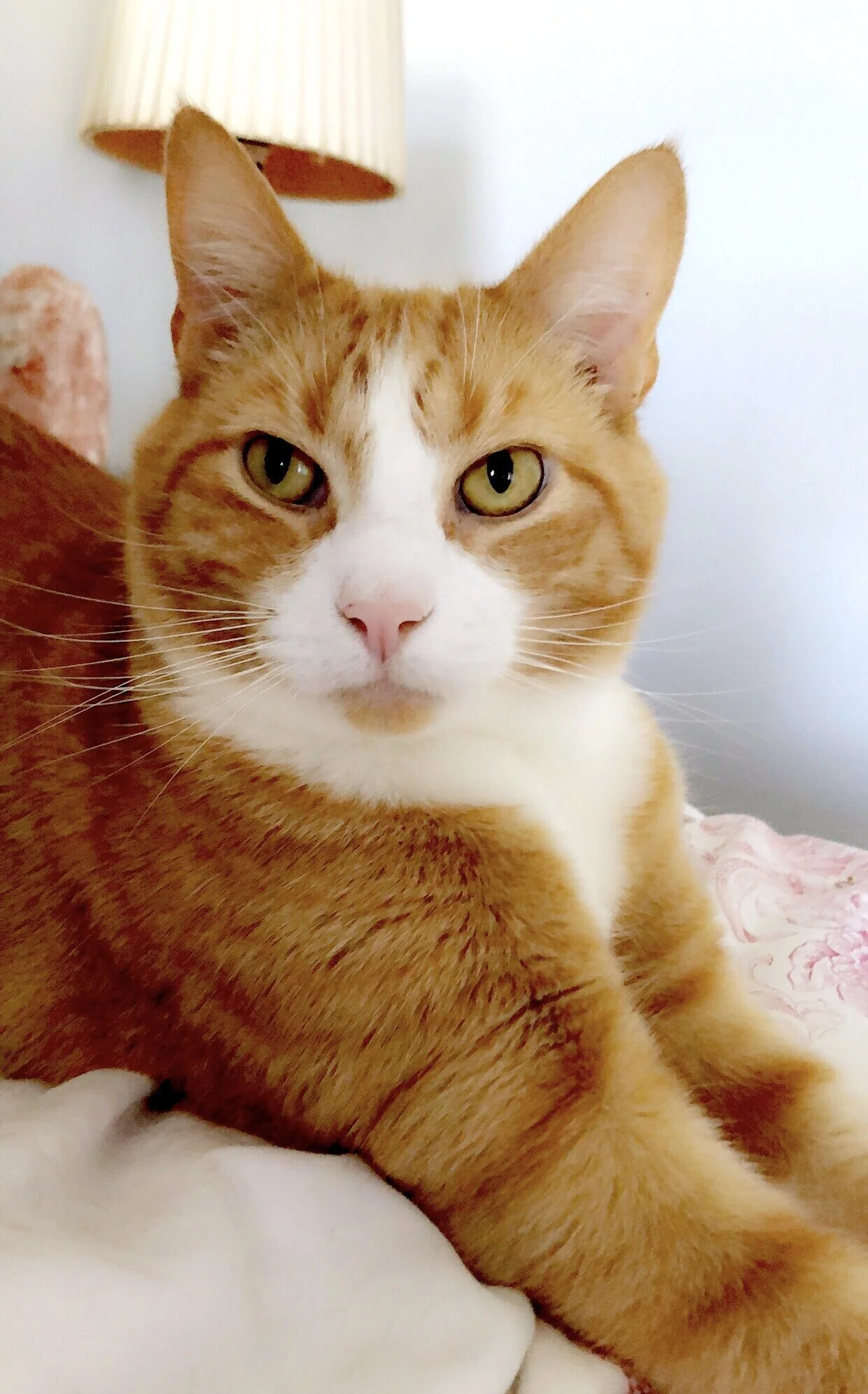 About — Bob the Writing Cat