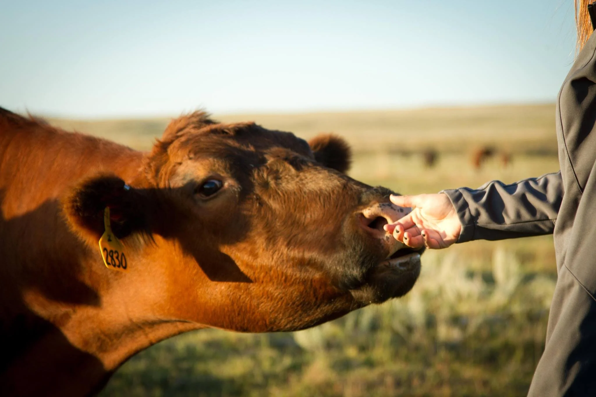 Wilson Flying Diamond Ranch