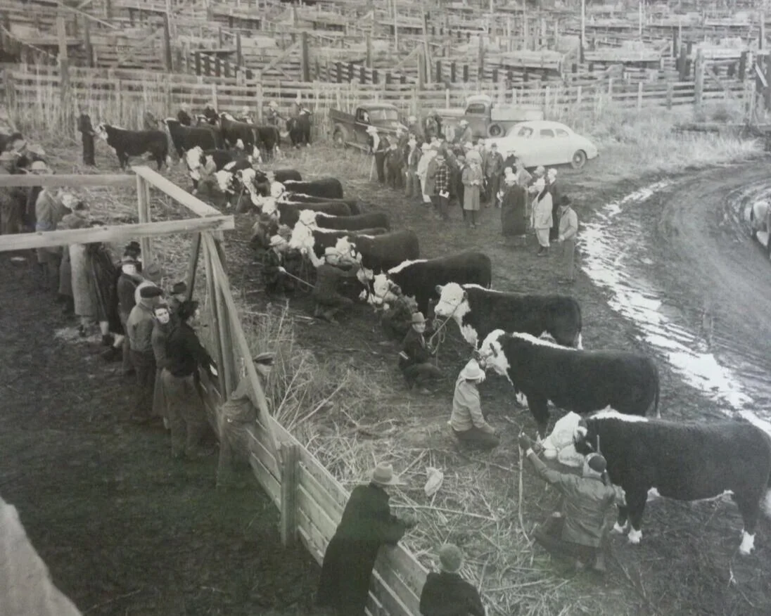 About — Wilson Flying Diamond Ranch