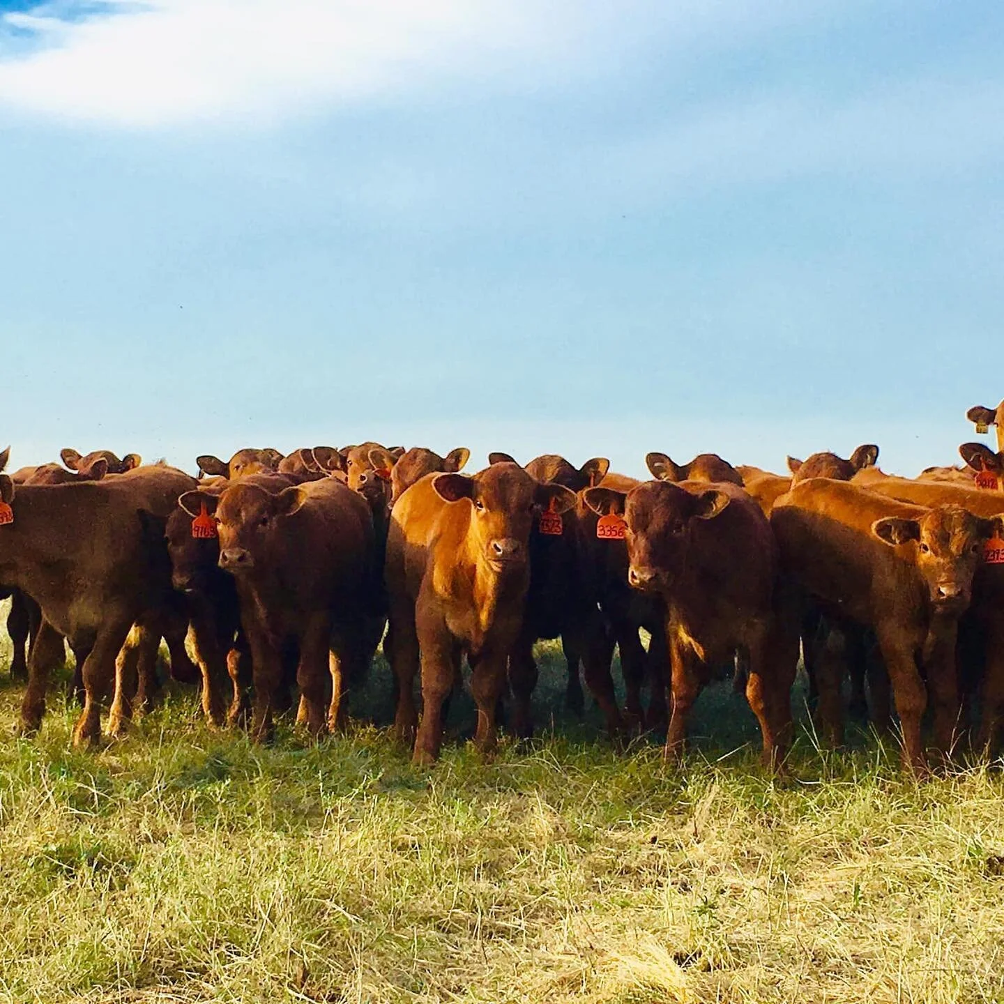 About — Wilson Flying Diamond Ranch