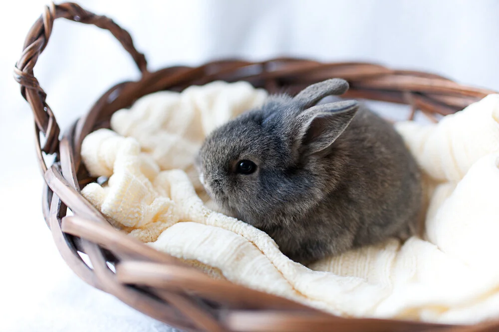 The Windsor/Essex County Humane Society