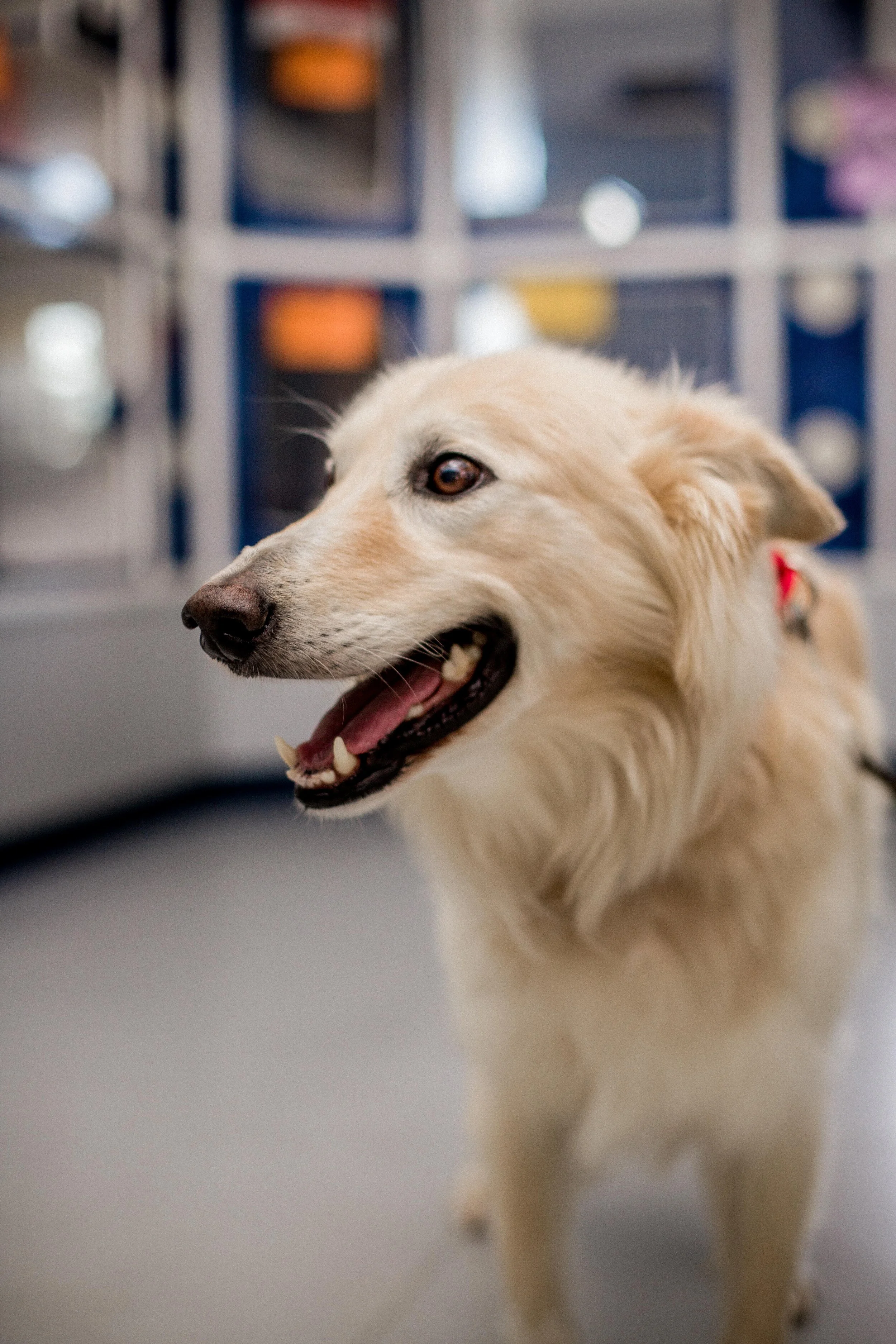 Good Home Guarantee — The Windsor/Essex County Humane Society