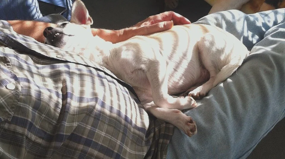 Volunteer — The Windsor/Essex County Humane Society