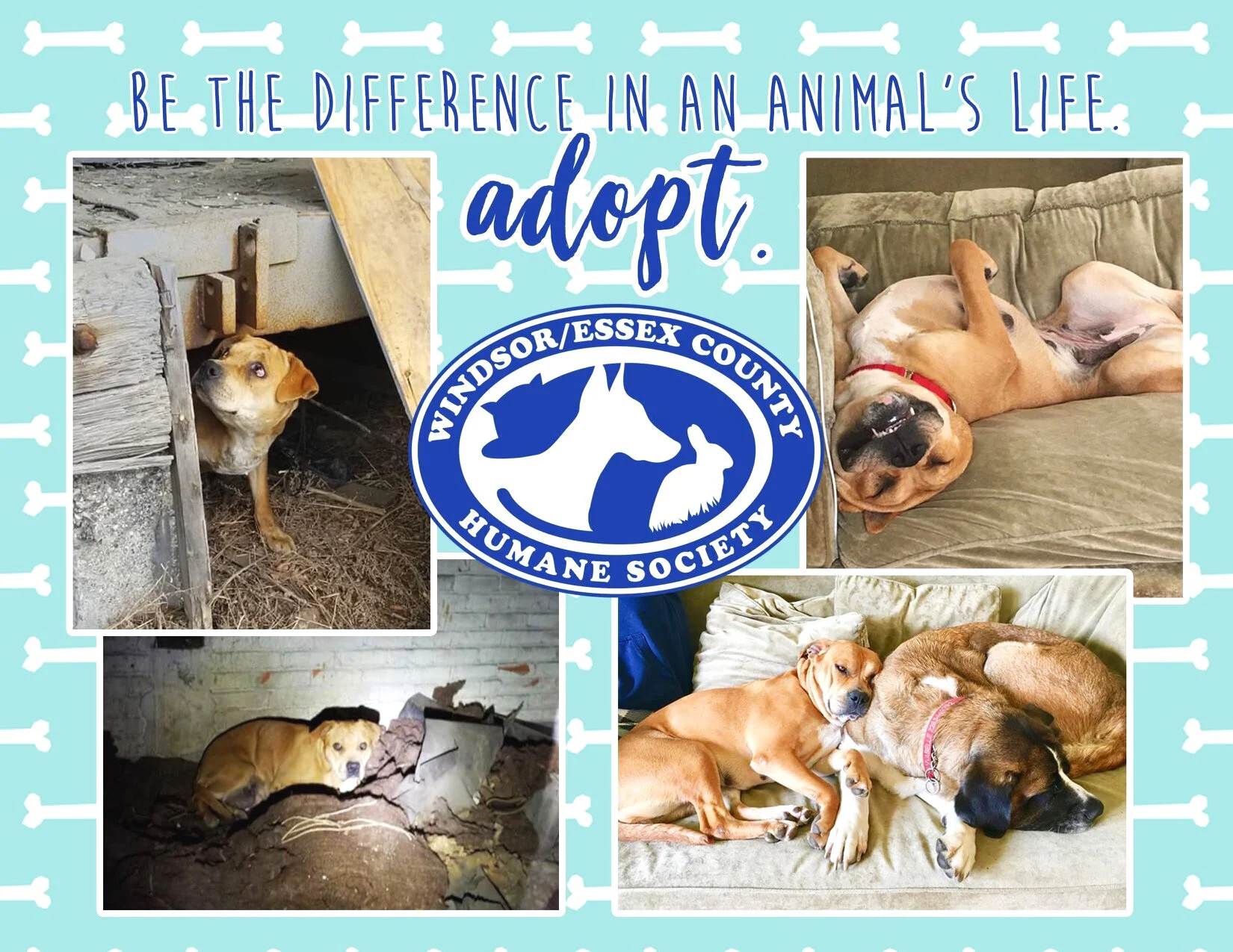 The Windsor/Essex County Humane Society