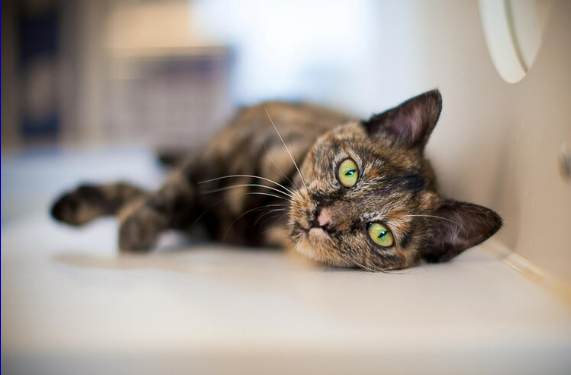 The Windsor/Essex County Humane Society