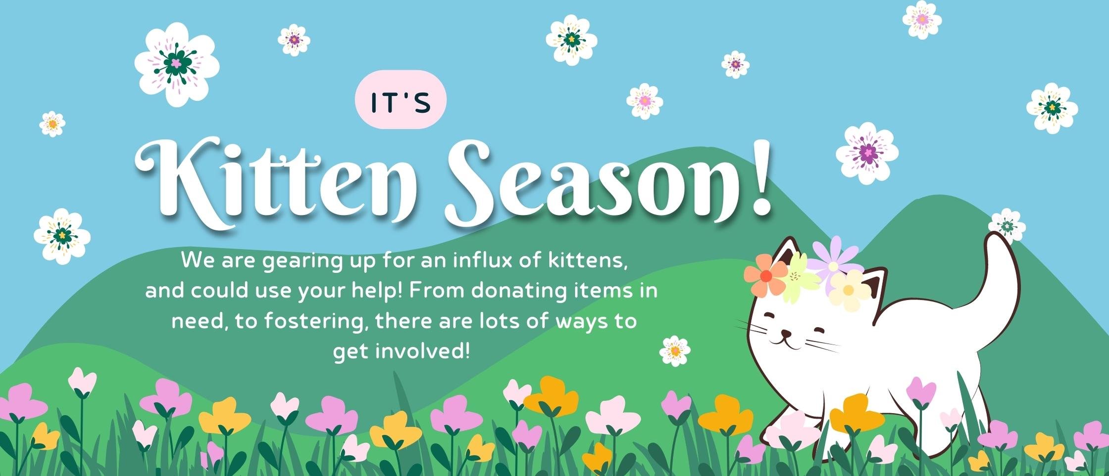 Kitten Season — The Windsor/Essex County Humane Society