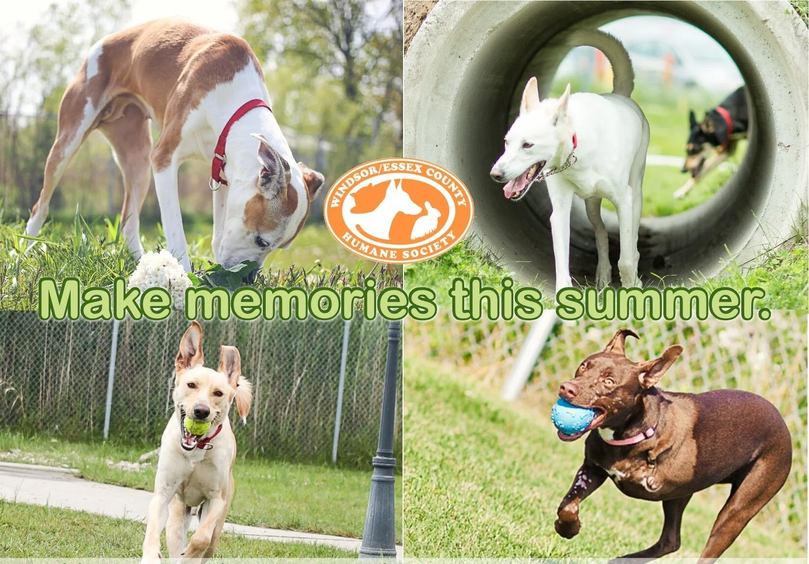 Dog Park — The Windsor/Essex County Humane Society