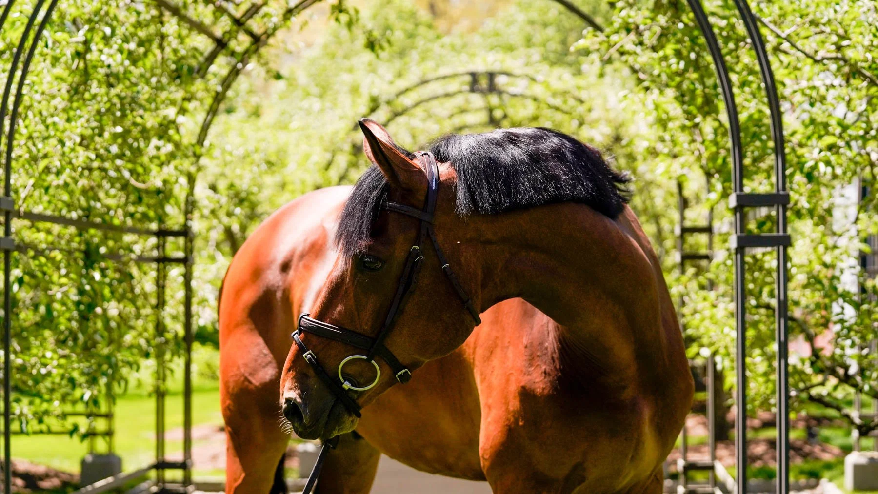 Chatwood — Nicolette Hirt