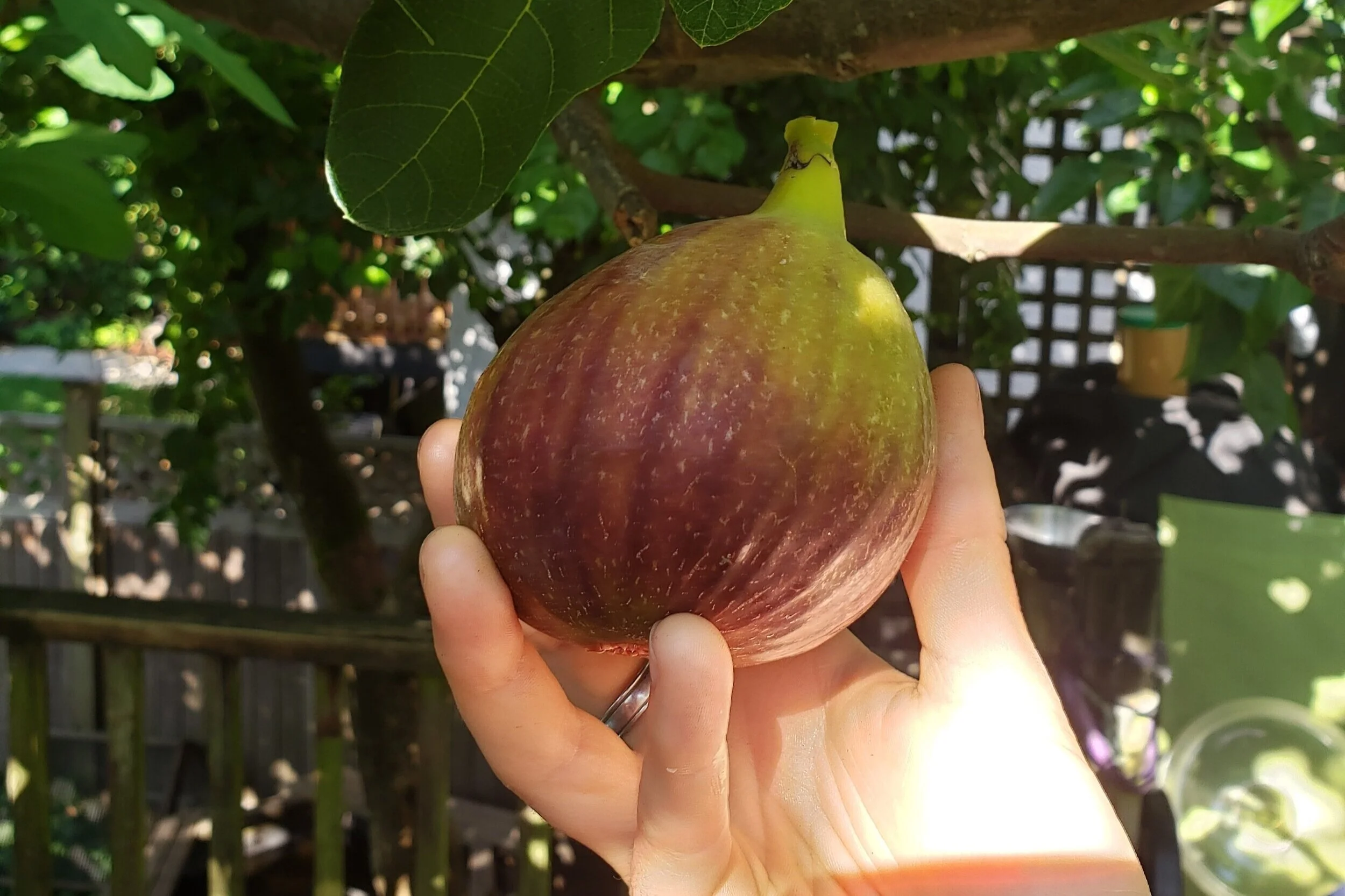 Vancouver Fruit Tree Project