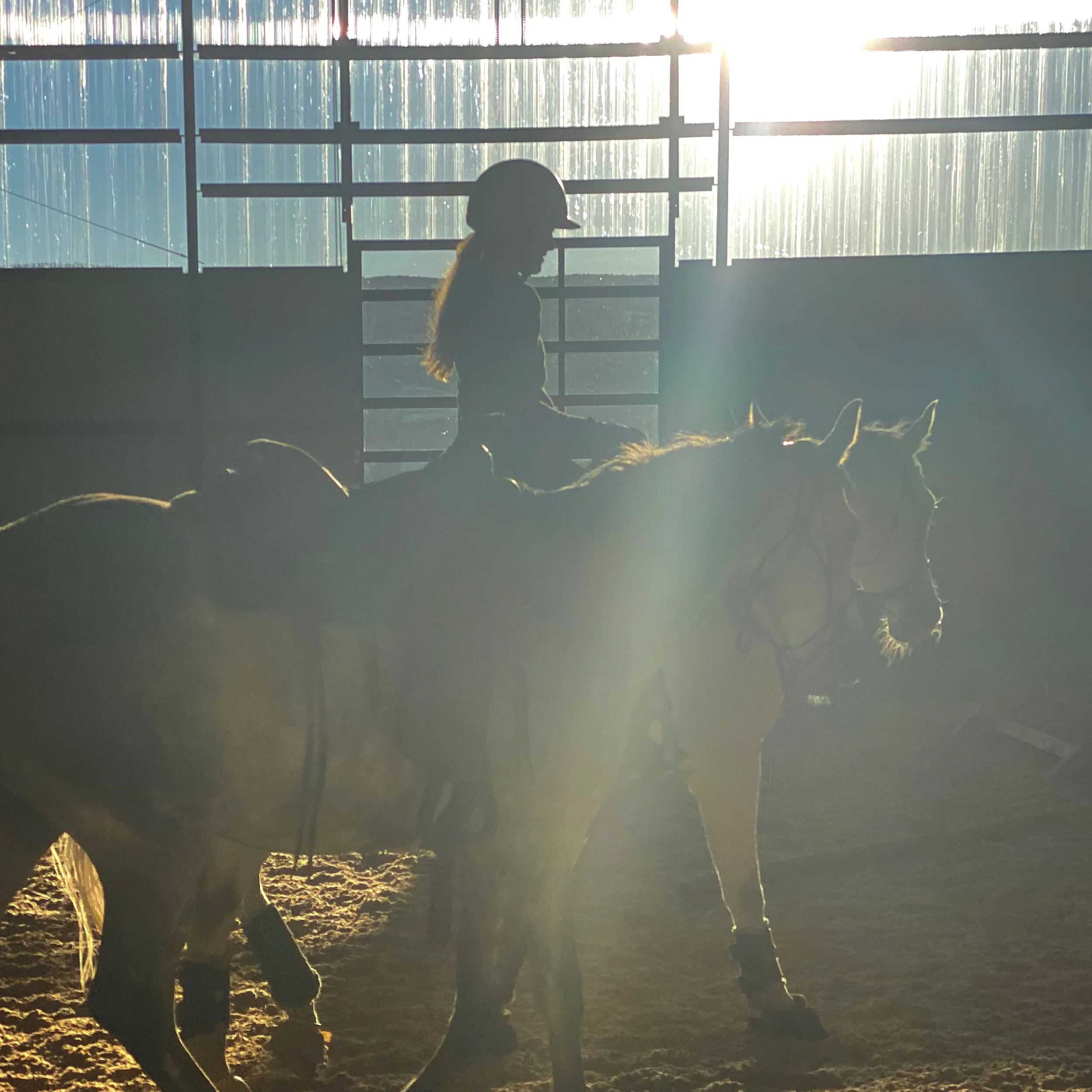 Tailored Equine Training