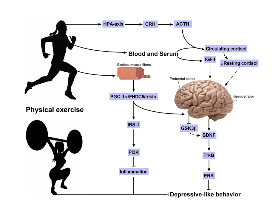 Episode 179: Exercise & Mental Health 2023 Update — Psychiatry ...