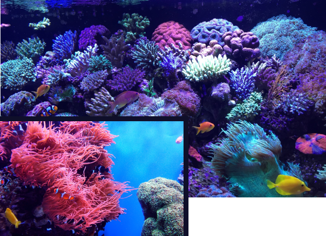 9 Step Guide To The Perfect Fish Tank