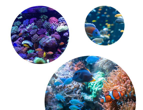 9 Step Guide To The Perfect Fish Tank