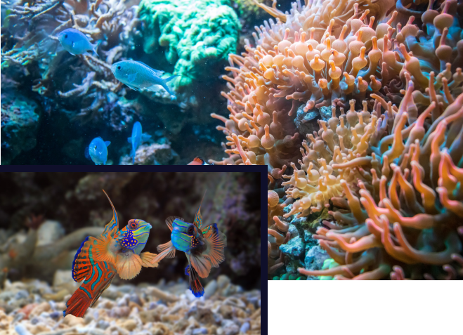 9 Step Guide To The Perfect Fish Tank