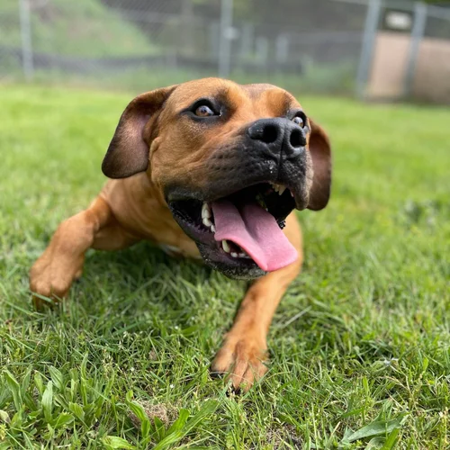 Daycare — Dog Star Ranch