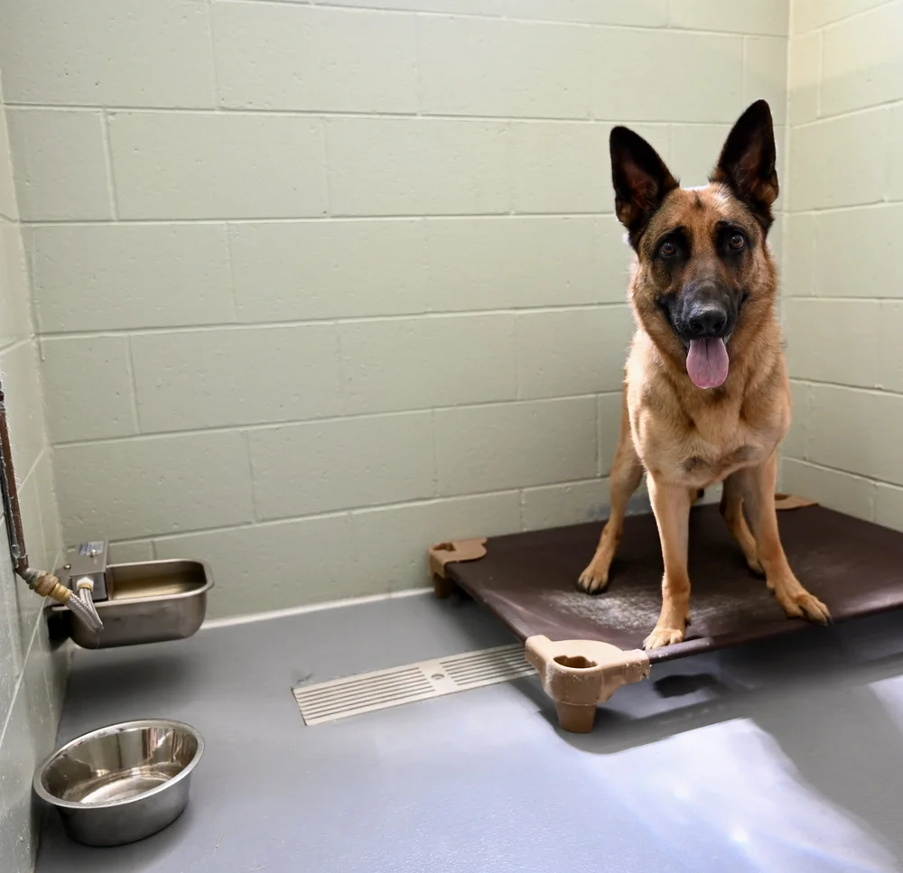 Boarding — Dog Star Ranch