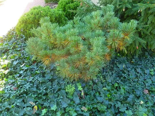 Natural Needle Drop Is Nothing to Worry About — Minnetrista