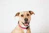 San Francisco Headshot + Corporate Event Photographer - Rebecca Wilkowski