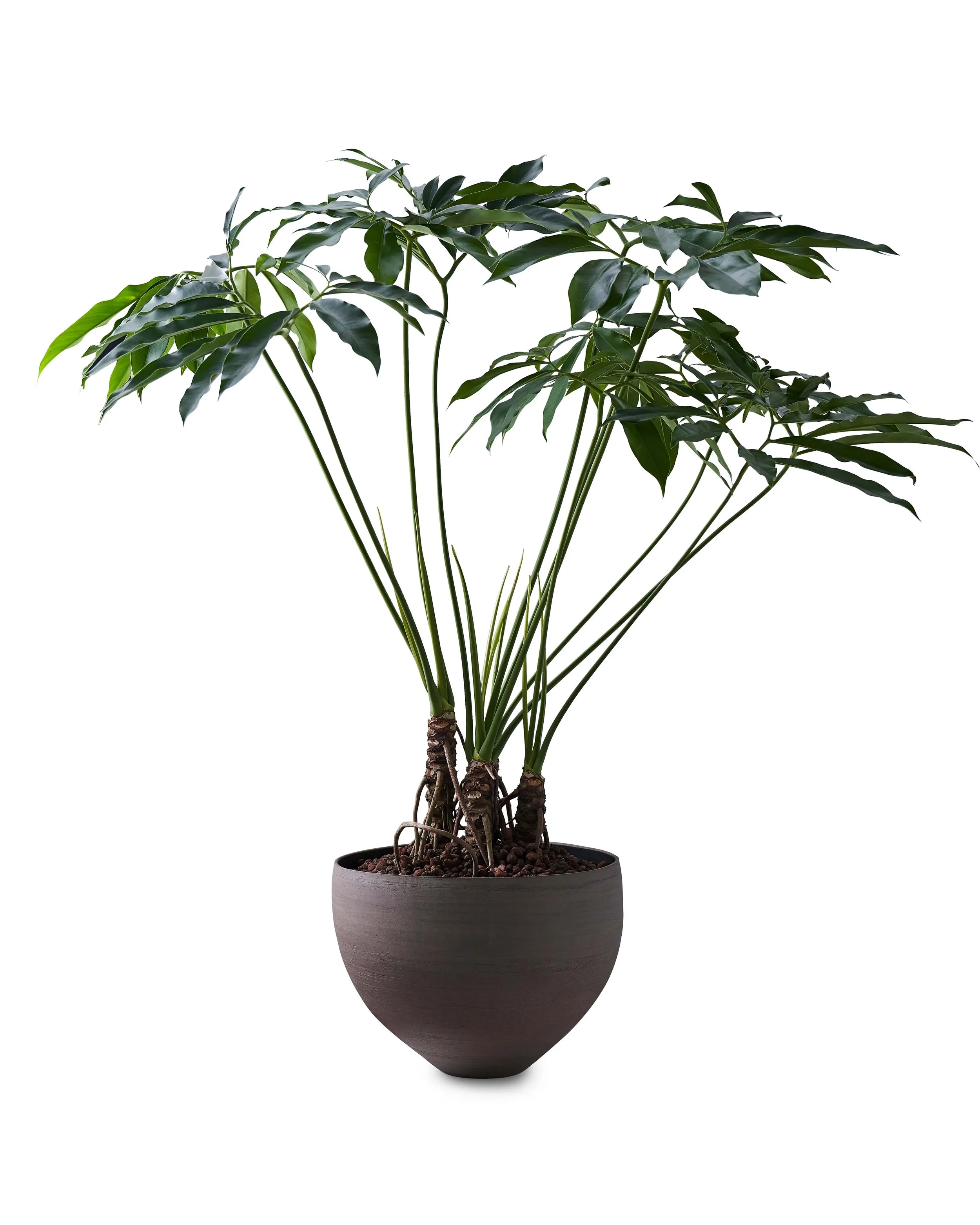 A T E R R E — Philodendron 'Fun Bun' | Thaumatophyllum spruceanum ...