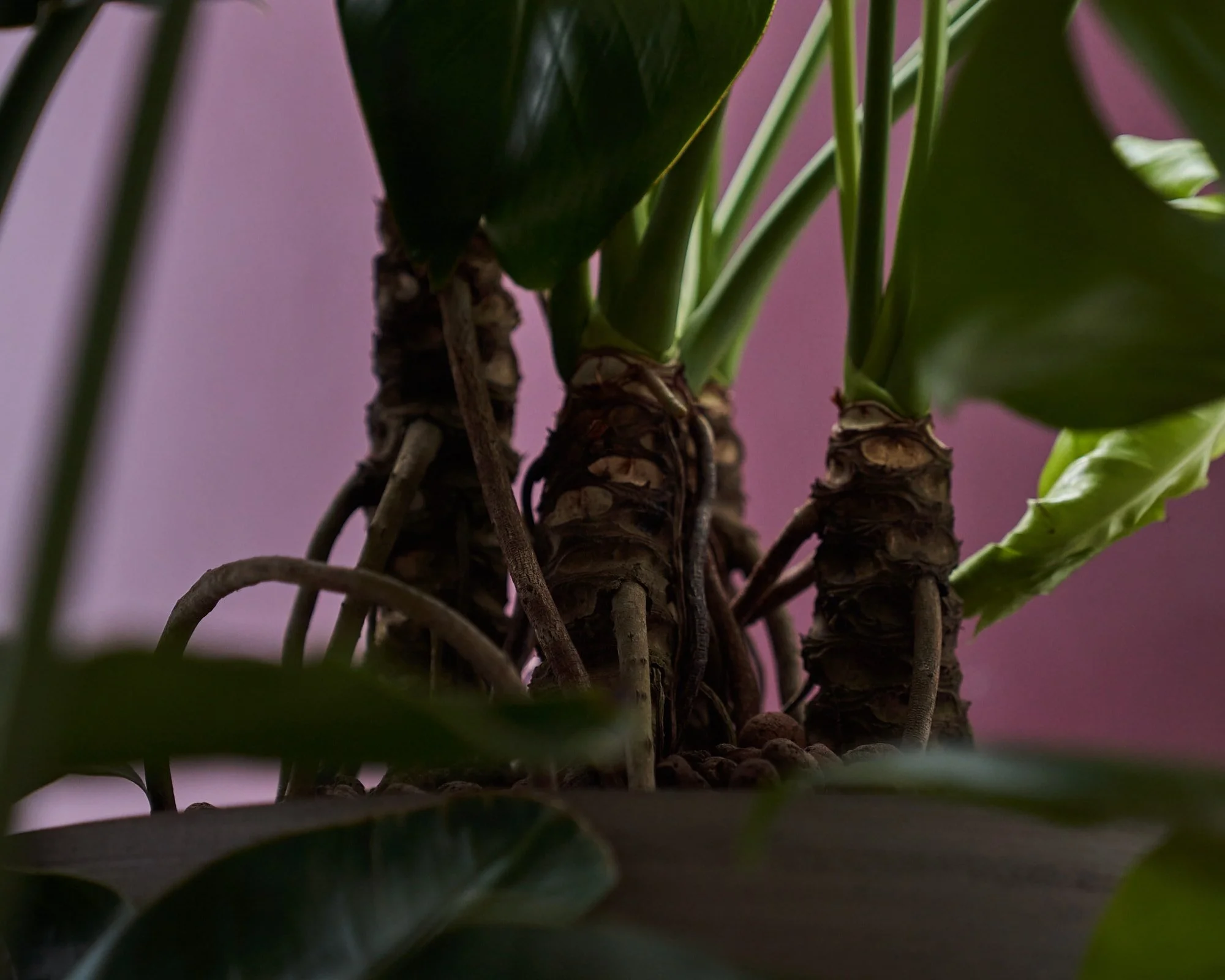 A T E R R E — Philodendron 'Fun Bun' | Thaumatophyllum spruceanum ...