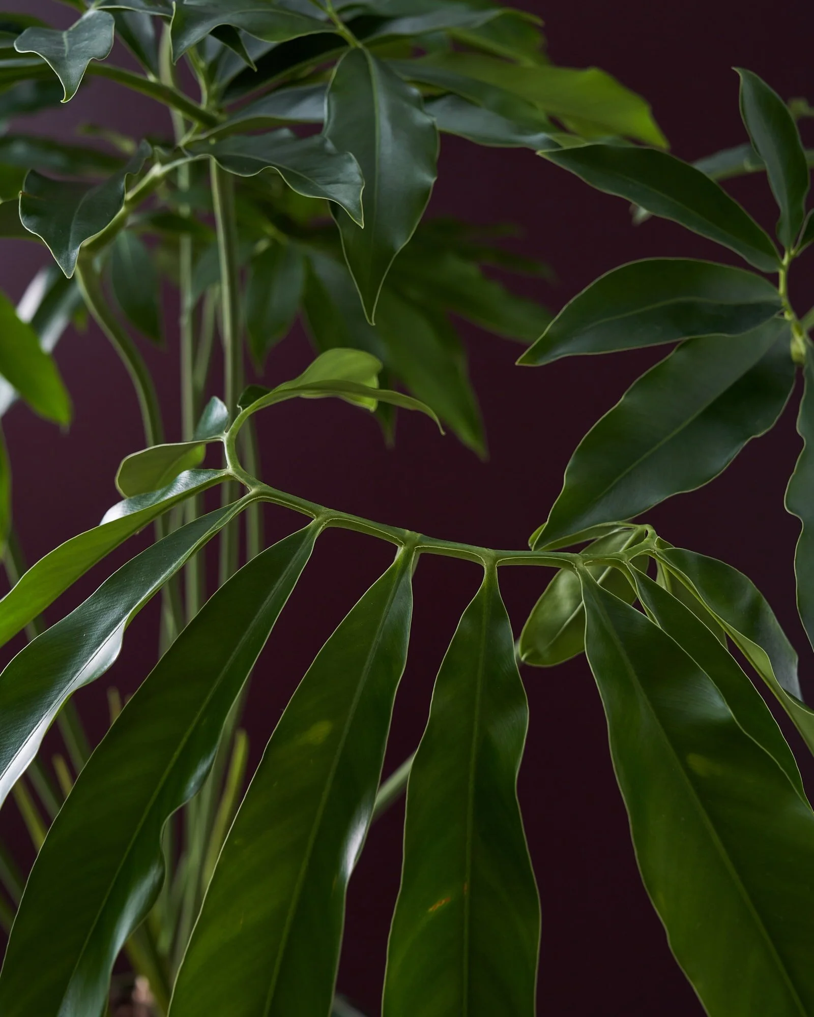 A T E R R E — Philodendron 'Fun Bun' | Thaumatophyllum spruceanum ...