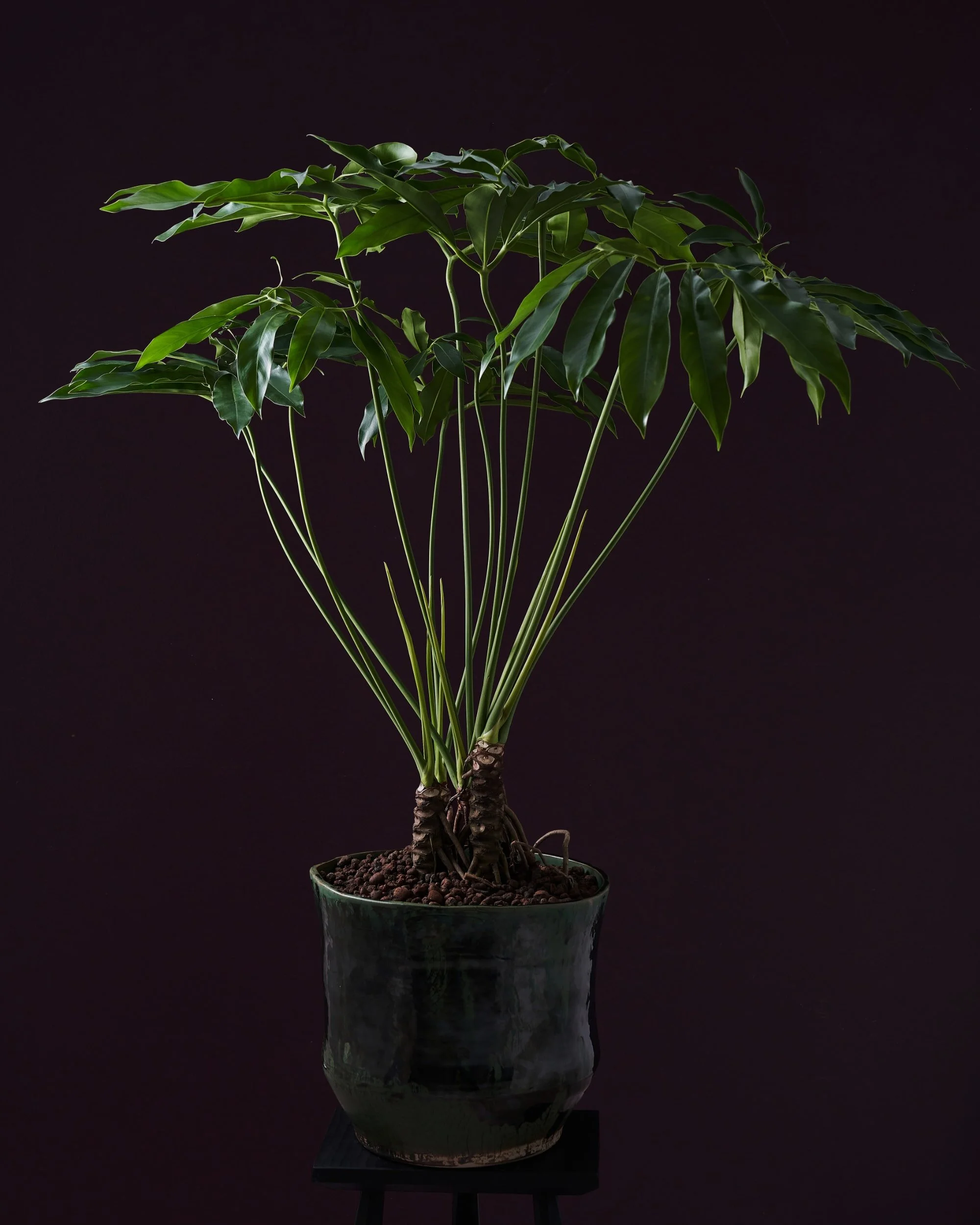 A T E R R E — Philodendron 'Fun Bun' | Thaumatophyllum spruceanum ...